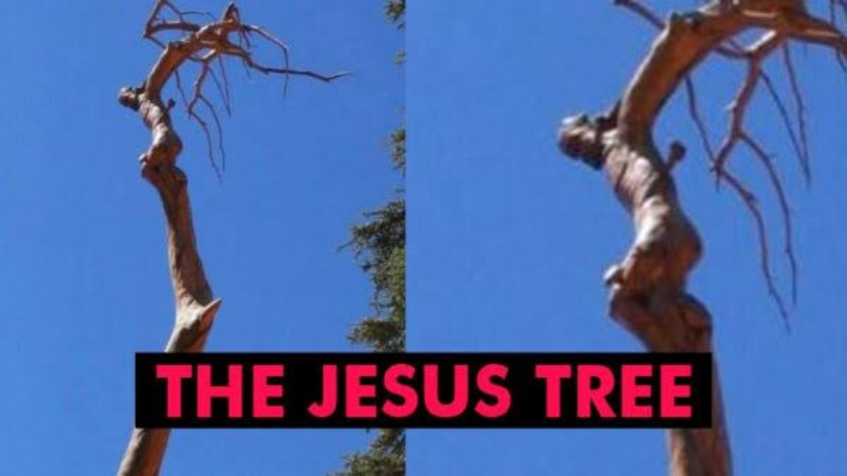 Is The Jesus Tree Of Lebanon Real, Fake, Or A Miracle. Here Are The ...