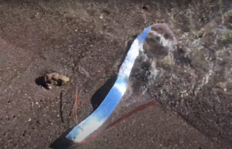 Video: "Doomsday" Oarfish Known To Bring Disaster When Seen Washes Up ...